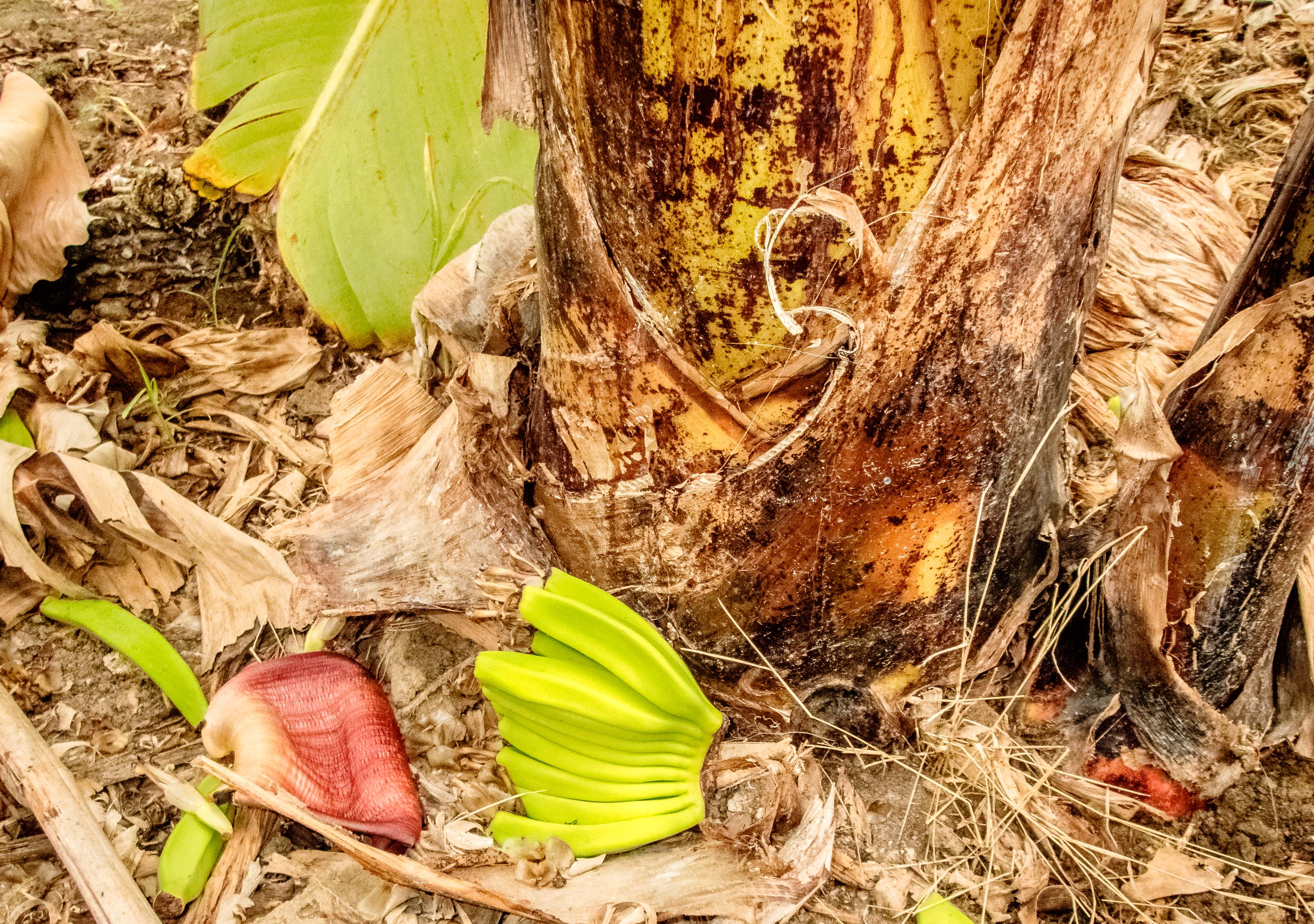 Plantain Tree Trunk