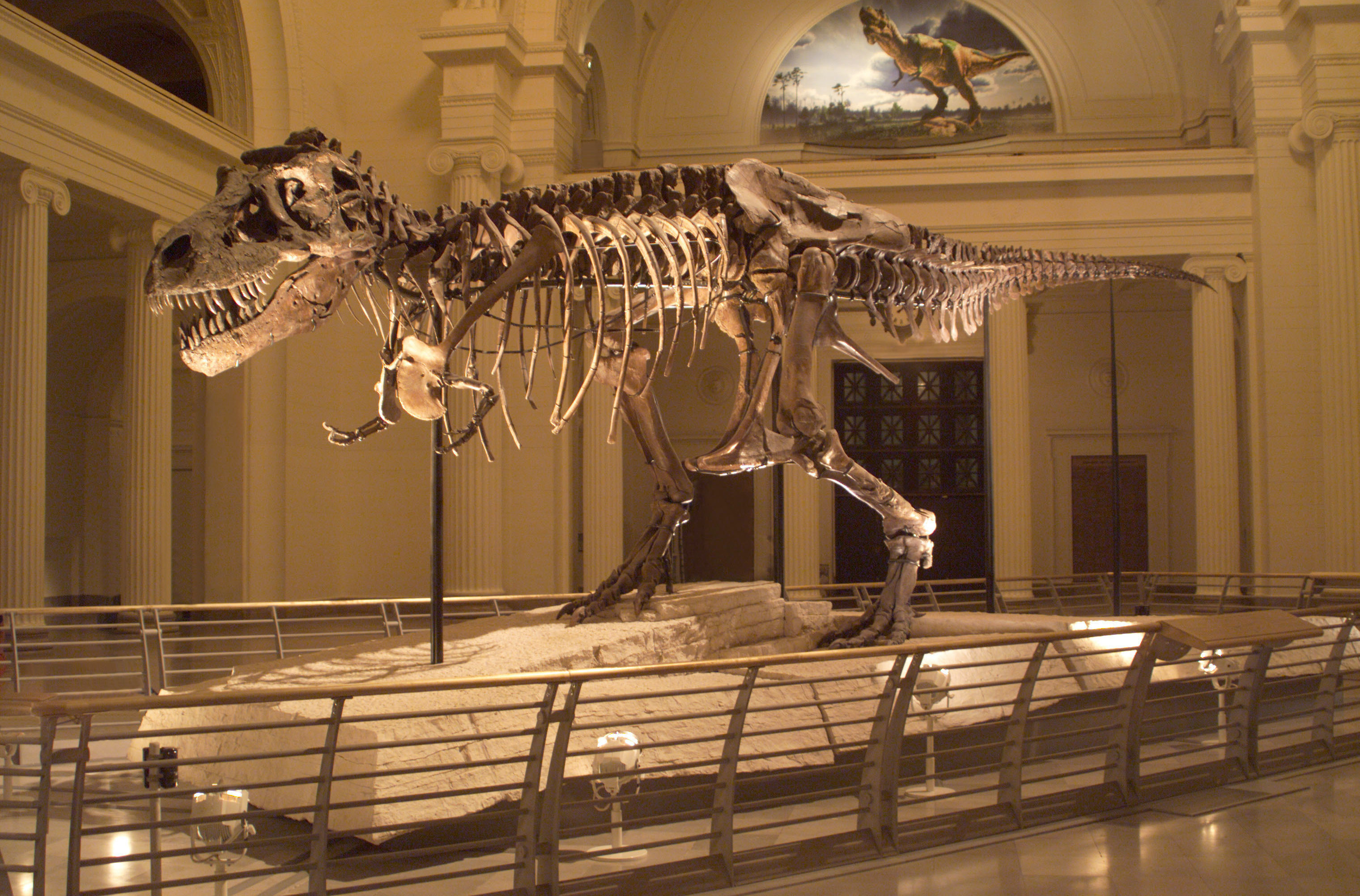 Tyrannosaurus Rex Skeleton Sue Tyrannosaurus Rex Skeleton Sue