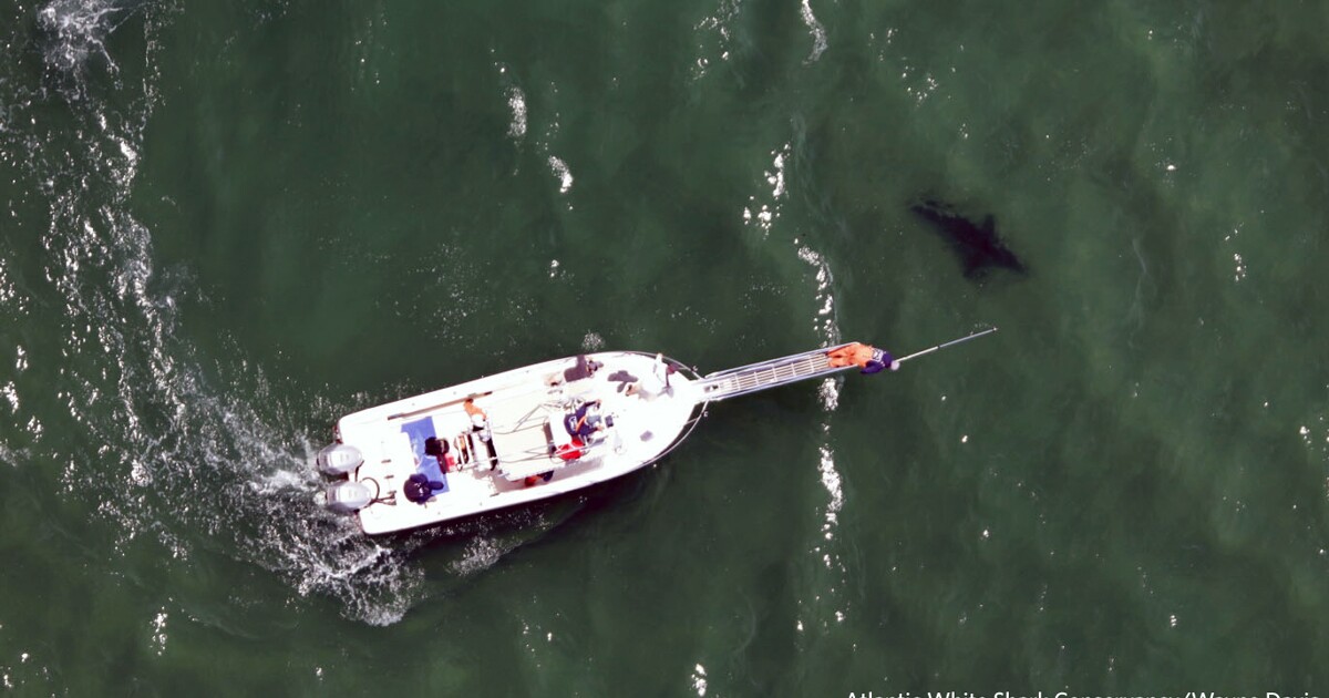 Lydia the Great White shark 'just kept swimming' for 36,000 miles | GBH