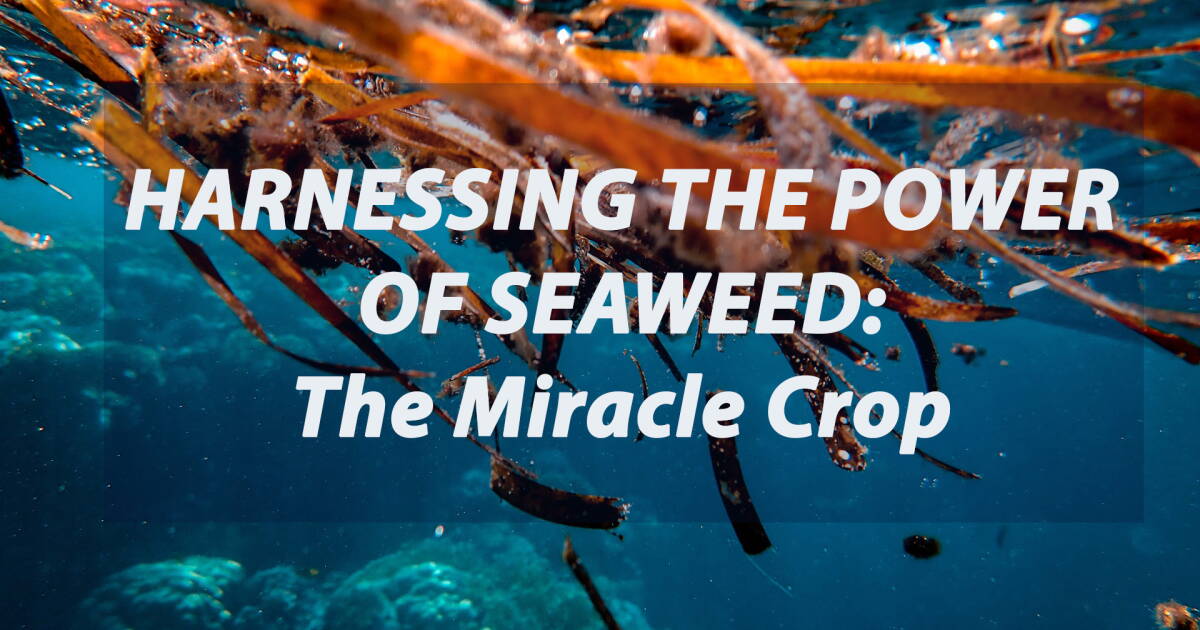 Harnessing the Power of Seaweed: The Miracle Crop | GBH
